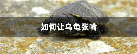 如何让乌龟张嘴 鱼百科