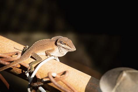 Anole Lizard Classification The Wannabe Naturalist