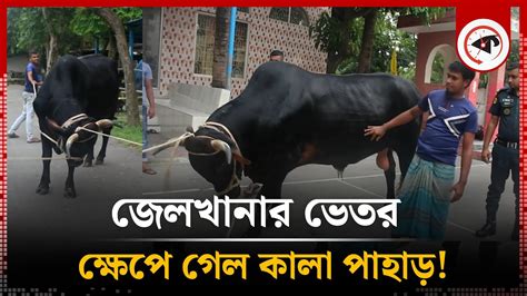জেলখানার ভেতর ক্ষেপে গেল ‘গরু কালা পাহাড় Cow Angry Prison