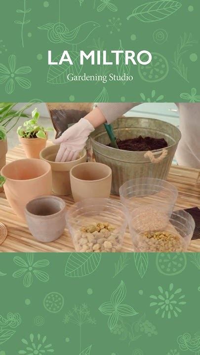 분갈이할 때 뭐가 필요한가요 Plants 화초관리 Garden 화초관리 분갈이주의점 Food Vegan Youtube