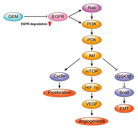 Local Delivery Of Gemcitabine Inhibits Pancreatic And Cholangiocarcinoma Tumor Growth By