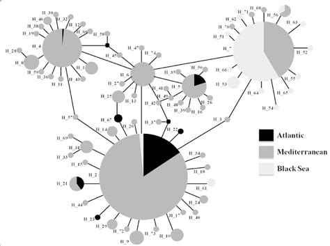 Minimum Spanning Network Showing The Relationships Among The Recorded Download Scientific