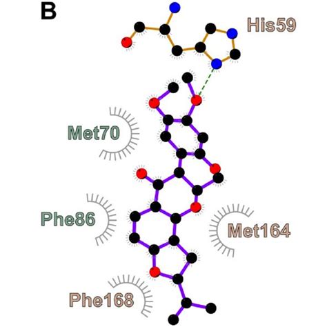 Rotenone Contacts To Residues In Complex I With High Interaction