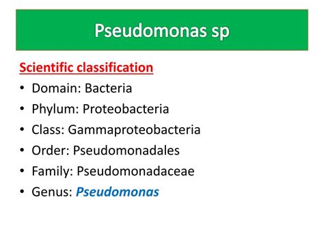 Ppt Pseudomonas Spp Powerpoint Presentation Free Download Id3589576