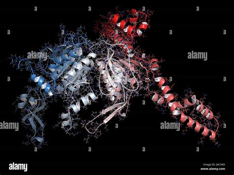 Integrin Alpha 4 Beta 7 A4b7 Headpiece Cell Surface Protein Complex