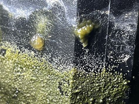 Anyone Know What These Jelly Like Blobs Are R Aquariums