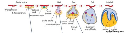 Embryology Pptx د اسيل Muhadharaty
