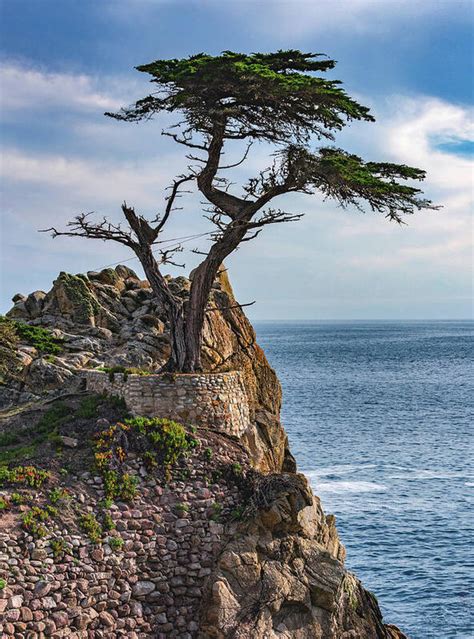 Lone Cypress Shirts