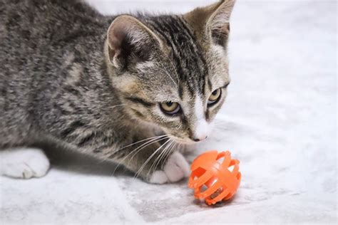 How To Socialize A Kitten 6 Vet Approved Steps
