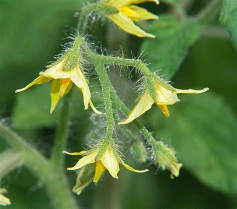 Чем нужно подкормить томаты во время цветения Summer House Garden Gardening Tips Garden