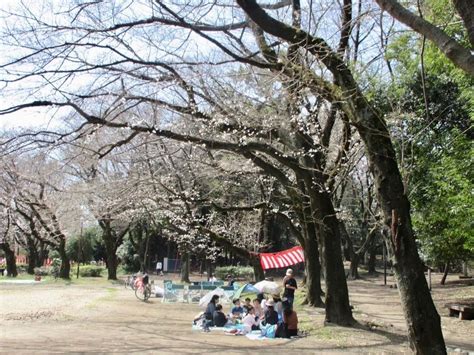 お花見会 春日部市長 岩谷一弘（いわやかずひろ）