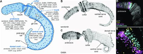 Molecular Atlas Of Saccoglossis Kowalevskii Hemichordata A