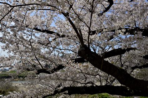京都淀川河川公園背割堤地区・満開の桜の花の写真素材 Fyi07696077 ストックフォトの Qlean Market