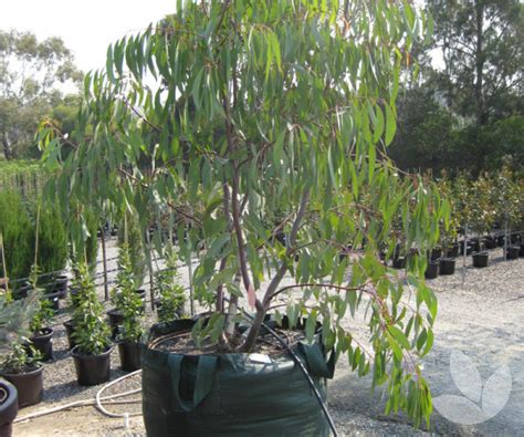 Eucalyptus Pauciflora Multi Trunked Trees Speciality Trees