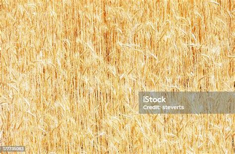 Gandum Dan Sekam Foto Stok Unduh Gambar Sekarang Citra Fotografi Citra Gandum Istock