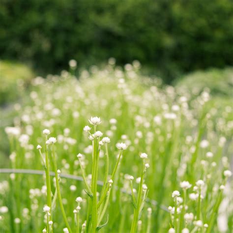 Ammobium - Seeds NZ – Emerden
