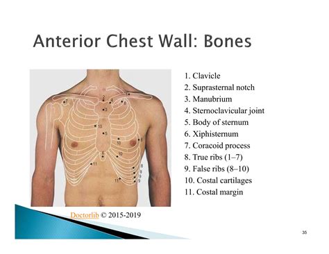 Thoracic Cage Thoracic Inlet Pdf