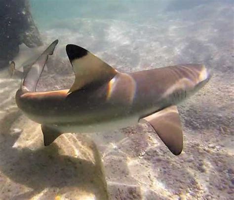 Blacktip Reef Shark Koh Tao Marine Life Big Blue Diving Koh Tao