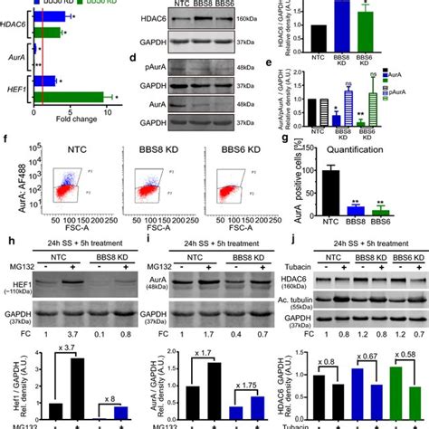 The Primary Cilium Is Transiently Expressed During Rpe Development