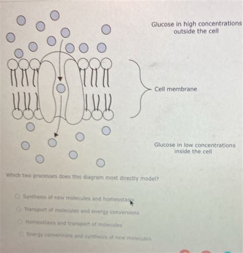 Solved Glucose In High Concentrations Outside The Cell Cell Membrane