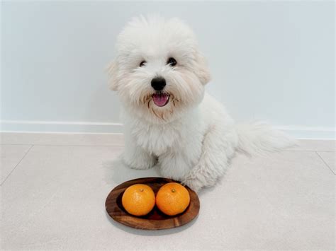 강아지 귤 오렌지 천혜향 새콤한 과일 주의 네이버 블로그