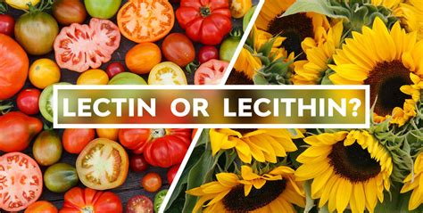 Sunflower Lecithin Vs Sunflower Oil Understanding The Key Differences Marigold Foods