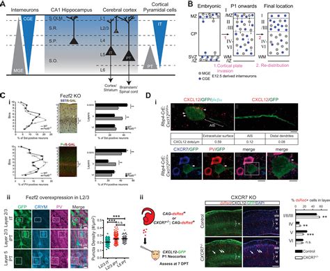 Hippocampal Gabaergic Inhibitory Interneurons Physiological Reviews