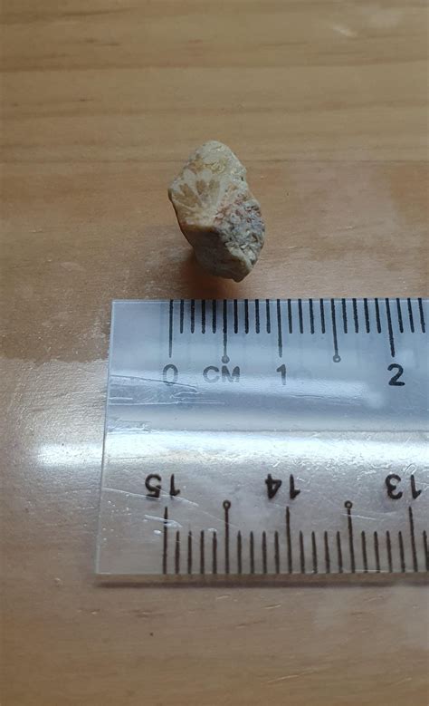 What Is This Fragment R Fossilid