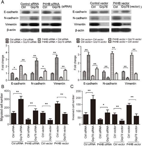 P4hb Promotes Hcc Tumorigenesis Through Downregulation Of Grp78 And
