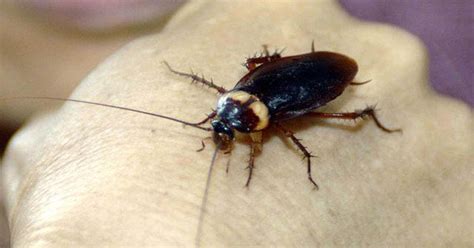 Doctors Remove A Live Cockroach From Womans Nose In Chennai