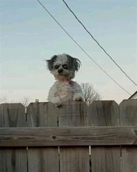 This Dora Statue Roddlyterrifying