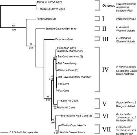 Phylogram Of Protochelifer Using Bayesian Reconstruction Of Coi