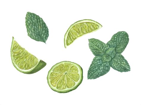 Premium Vector Watercolor Fresh Lime Slices In Juice Splash Juicy