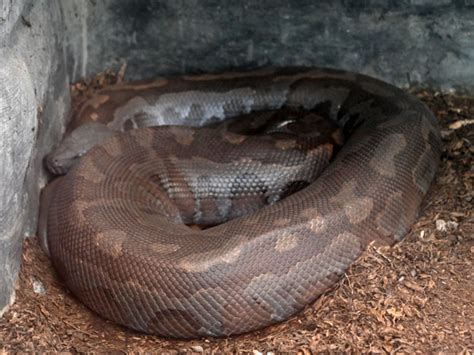 Python Curtus Blood Python In Parque De Las Leyendas Huachipa