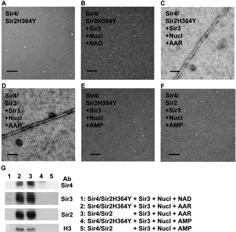 Modulation Of Sir Nucleosome Filament Formation By Aar A Electron