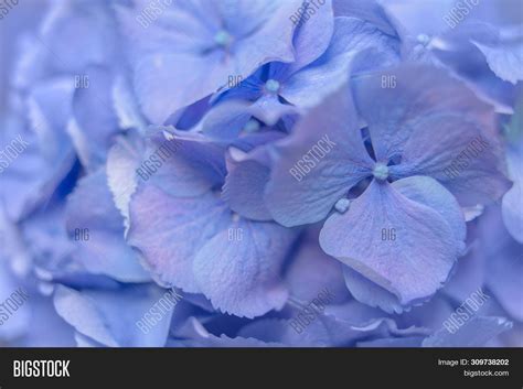 Hydrangea Macrophylla Image And Photo Free Trial Bigstock