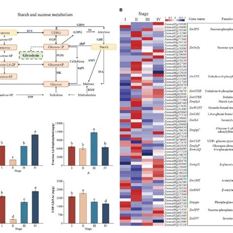 Starch And Sucrose Metabolism Pathway A Model And Key Components Of Download Scientific