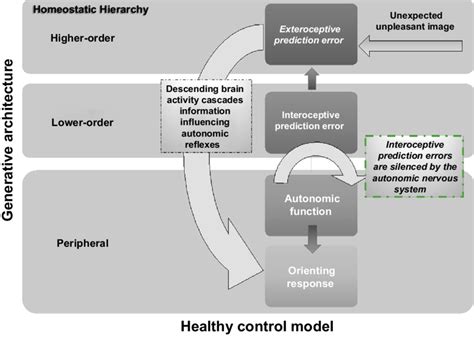 Model Of Interoceptive Active Inference In Healthy Controls The