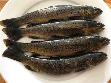 At The Age Of 74 Ive Acquired A New Skill Dapping For Trout The Independent