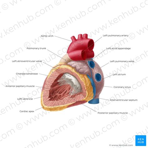 Tachycardia Causes Effects Types And Management Kenhub