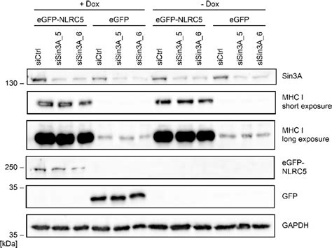Knockdown Of Sin3a Does Not Alter Mhc Class I Expression Levels