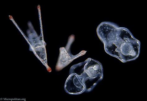 Echinoderms Two Echinopluteus Larvae Of A Sea Urchin Left And Two Bipinnaria Larvae Of The