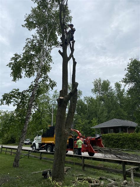 Adamson Tree Experts Experts In Your Tree Care