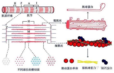 一起学运动生理学—肌肉的构造3 知乎