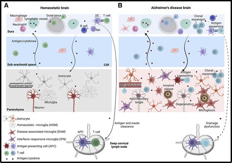 Emerging Roles Of Innate And Adaptive Immunity In Alzheimers Disease