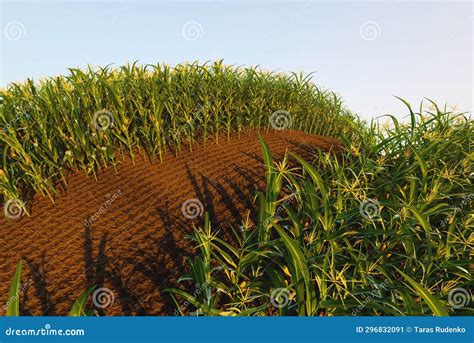 Corn Field Of Green Corn Stalks And Tassels Aerial Drone Photo Above