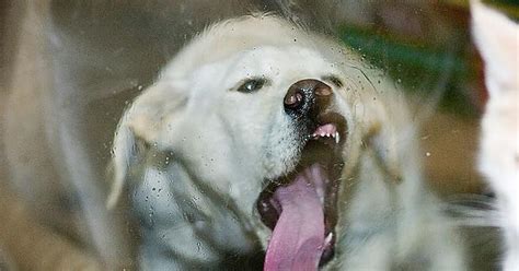 The Snozzberries Taste Like Snozzberries Imgur