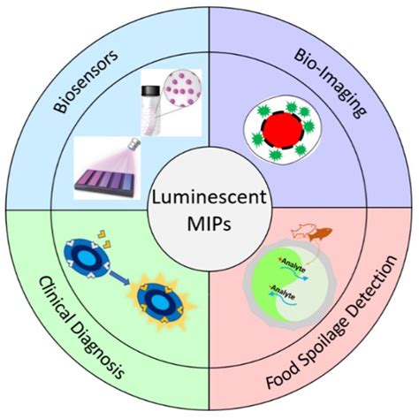Schematic Illustration Of Potential Applications Of Luminescent Mips