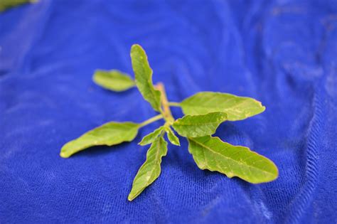 University Of Illinois Plant Clinic Waterhemp Herbicide Resistance