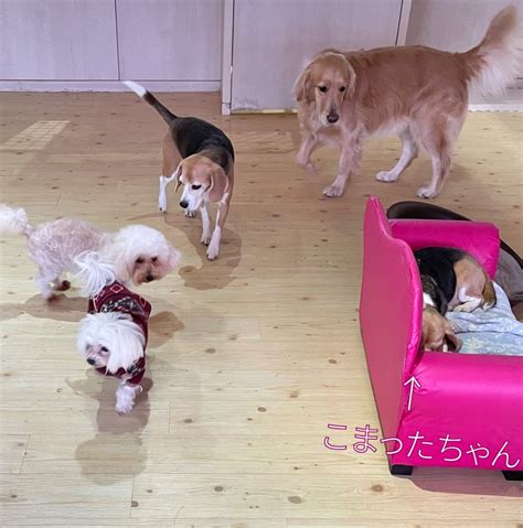 今日も、こまったちゃん姉妹情報 こまったちゃんのブログ